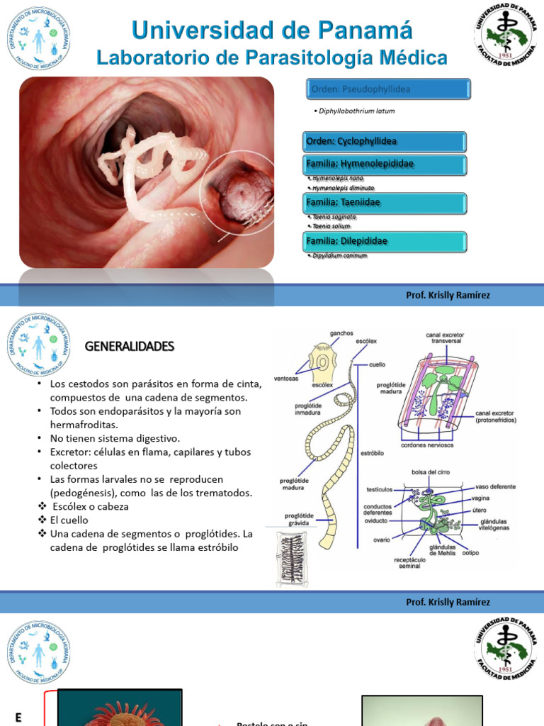 Cestoda I y II K.R | PDF | Protostomas | Animales y humanos