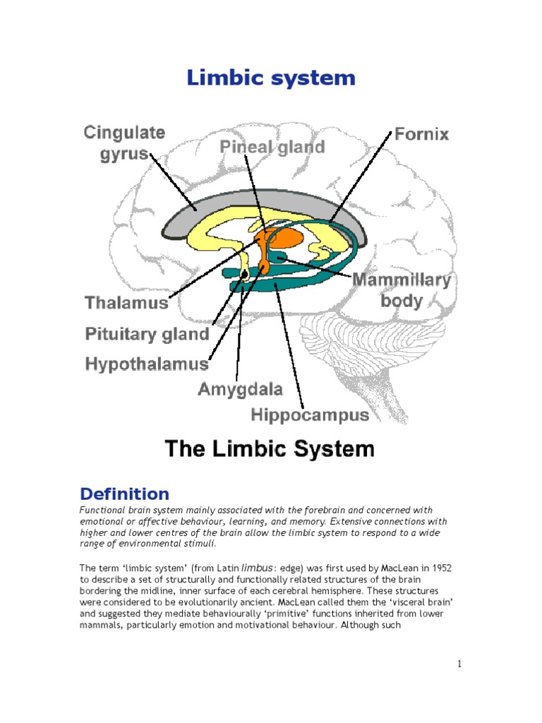 Limbic System Diagram And Functions Limbic System: Emotion & Memory