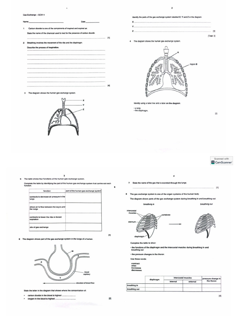 Gas Exchange - Exercise - Paper 4 | PDF