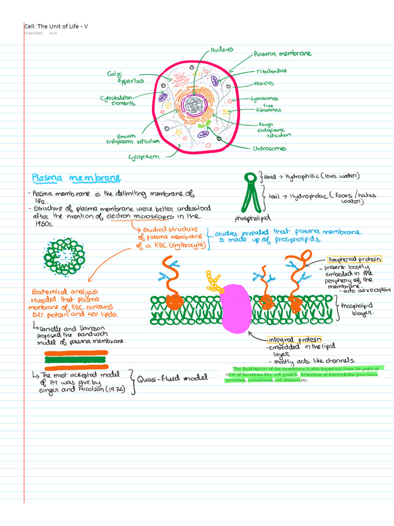 Animal Cell and Plasma Membrane | PDF