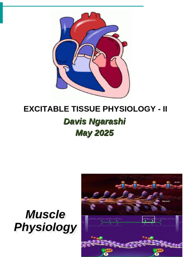 Excitable Tissue Physiology (Part II) | PDF | Muscle Contraction ...