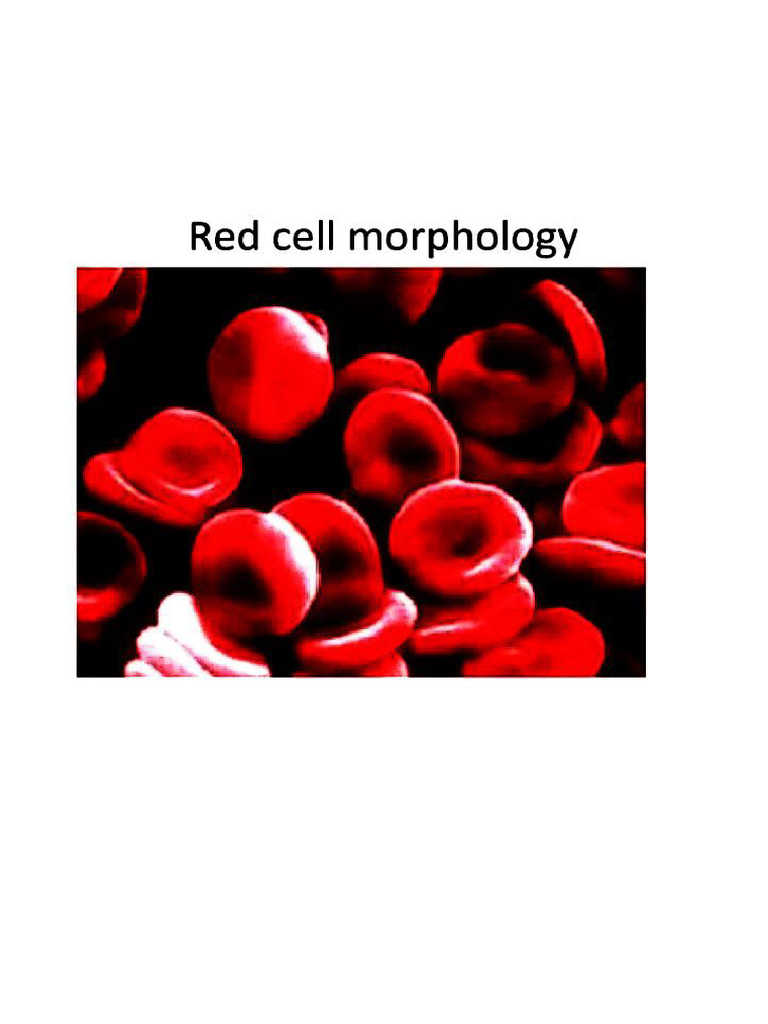 RBC Morphology 1 | PDF