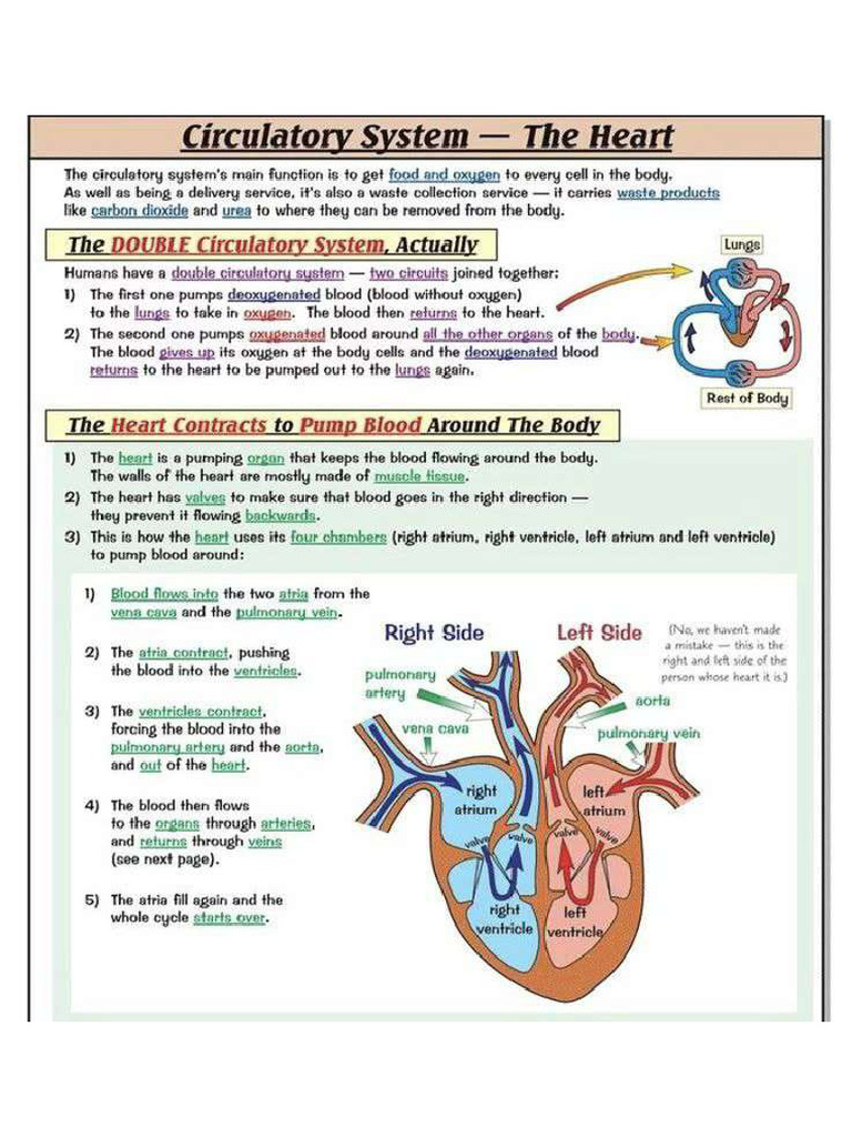 Circulatory System | PDF