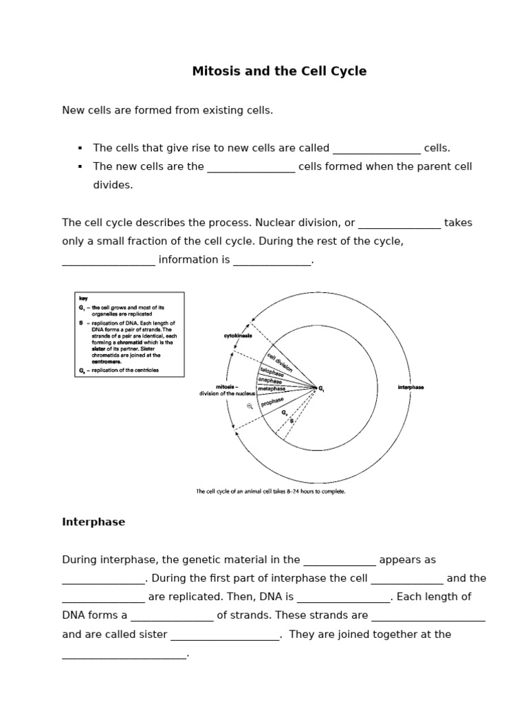 Mitosis and Cell Cycle | PDF | Mitosis | Chromosome
