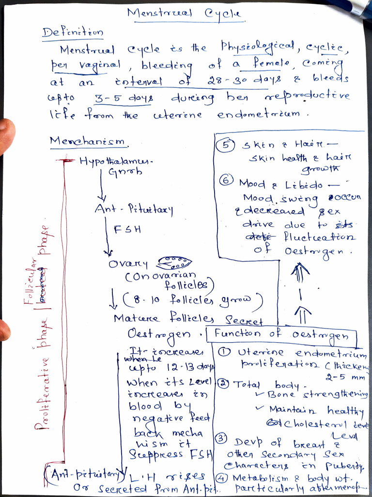 Menstrual cycle easy notes | PDF