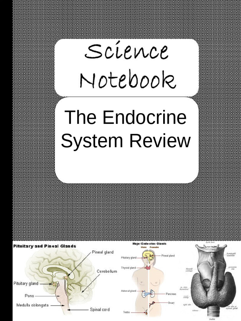 Body Systems Homework The Endocrine System | PDF | Endocrine System ...