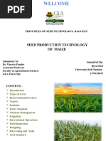 Maize Floral Biology & Seed Production | PDF | Flowers | Maize