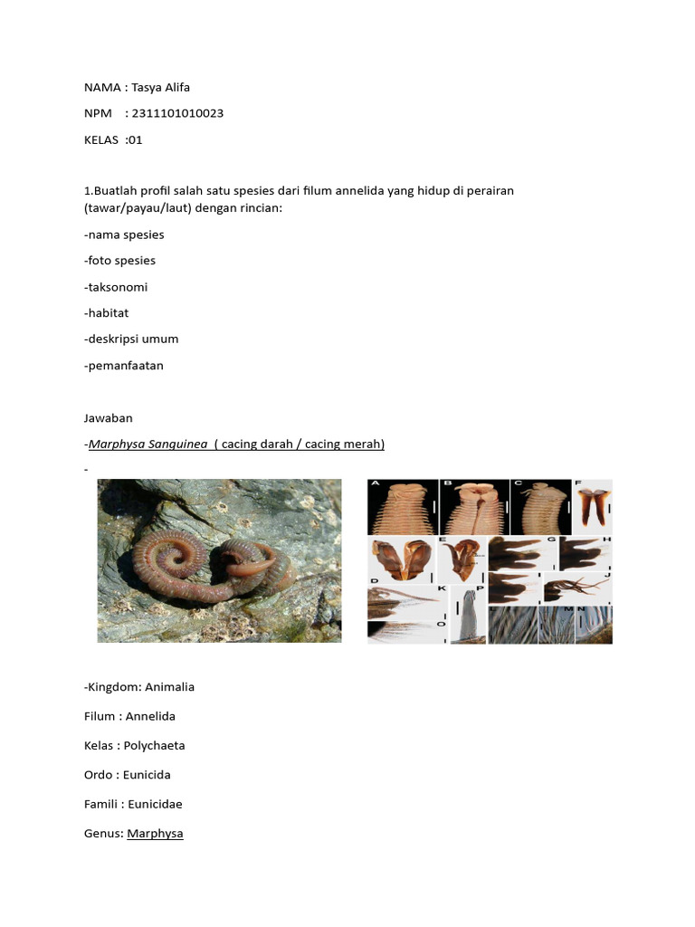 Tugas Avertebrata Air- Tasya Alifa_2311101010023-1 | PDF