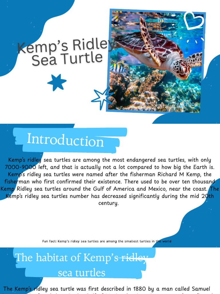 Kemp's Ridley Sea Turtle | PDF | Sea Turtle | Turtle