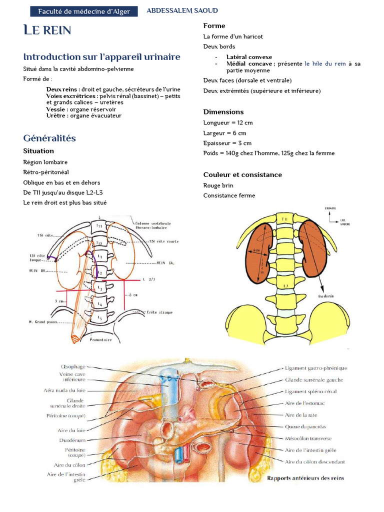Anatomie et vascularisation du rein | PDF | Rein | Péritoine