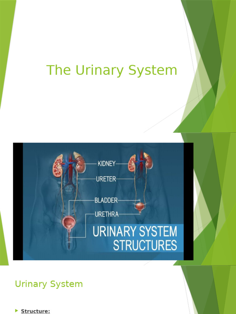 Urine Production and Blood Filtration | PDF | Kidney | Urinary System