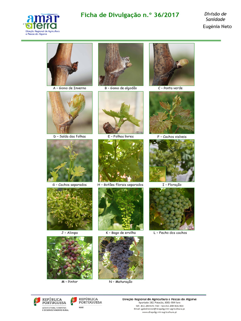 Fenologia_Vinha_FD36 | PDF