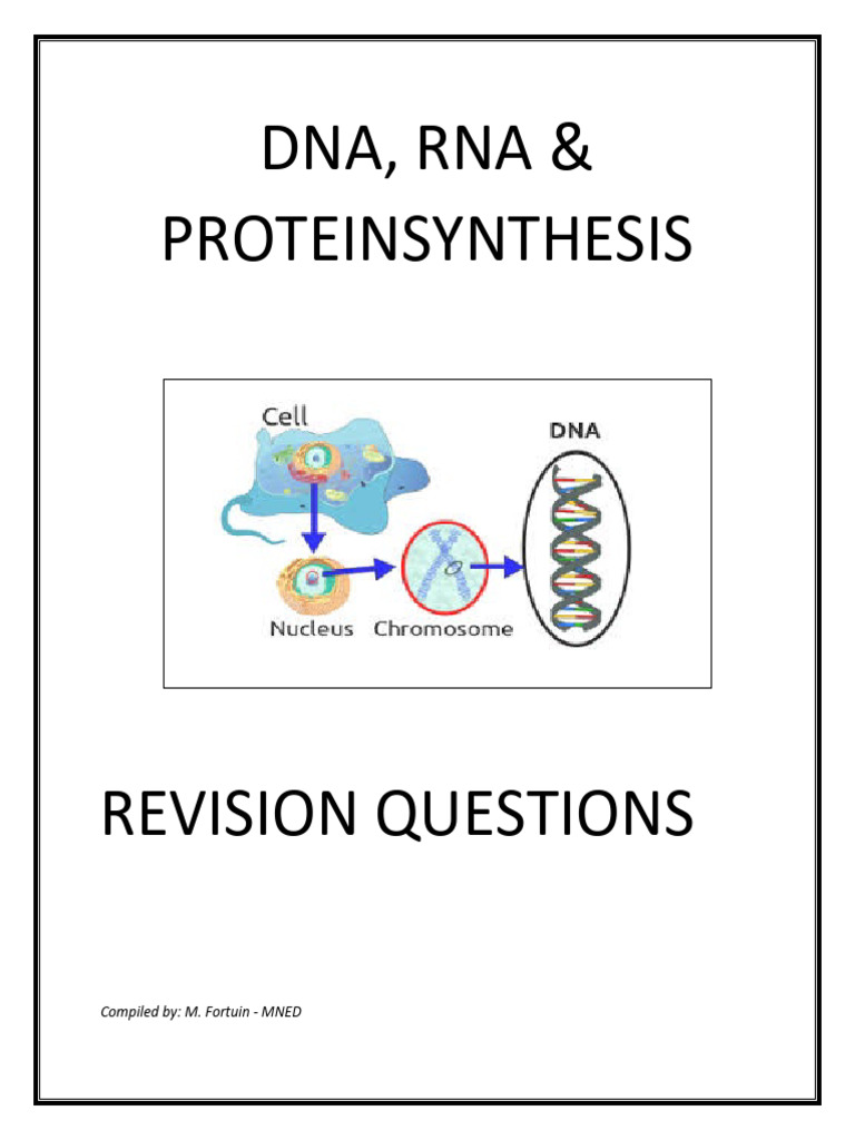 2dna Rna Protein Synthesis Revision Eng | PDF | Translation (Biology) | Rna