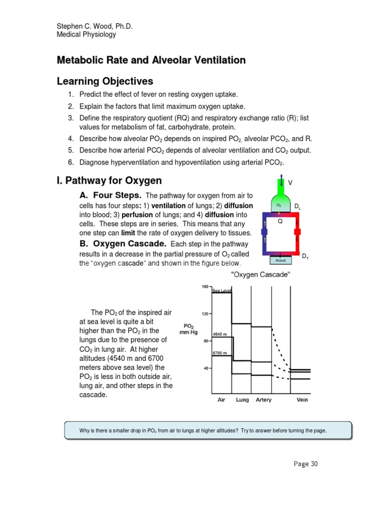 1. Metabolic Rate and Alveolar Ventilation | Respiratory System ...