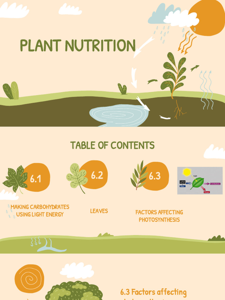Plant Nutrition | PDF | Photosynthesis | Leaf