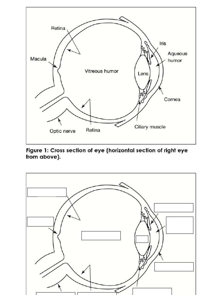 Eye Ball Work Sheet | PDF