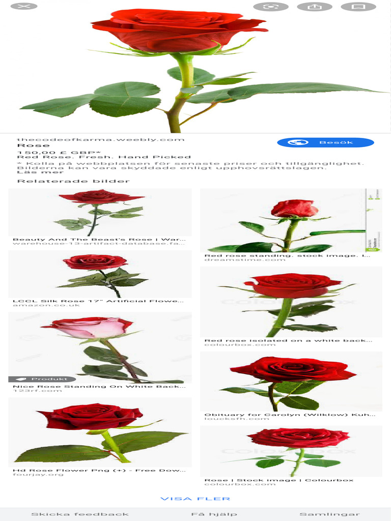 Rose - Google Sök | PDF