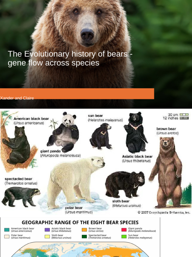 The Evolutionary History of Bears - Gene Flow | PDF | Mitochondrial Dna | Gene