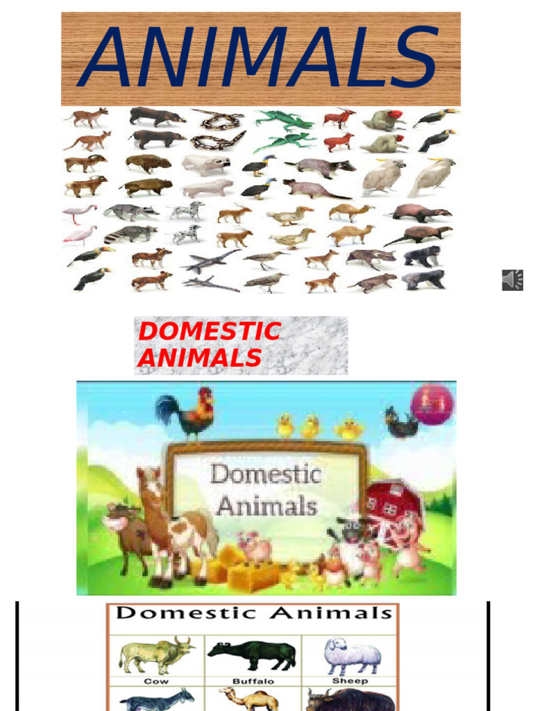 Understanding Animal Types and Life Cycles | PDF