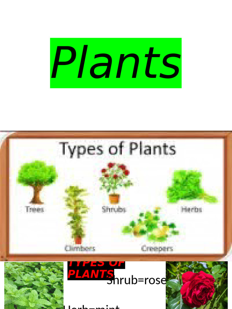 Types and Parts of Plants for Kids | PDF