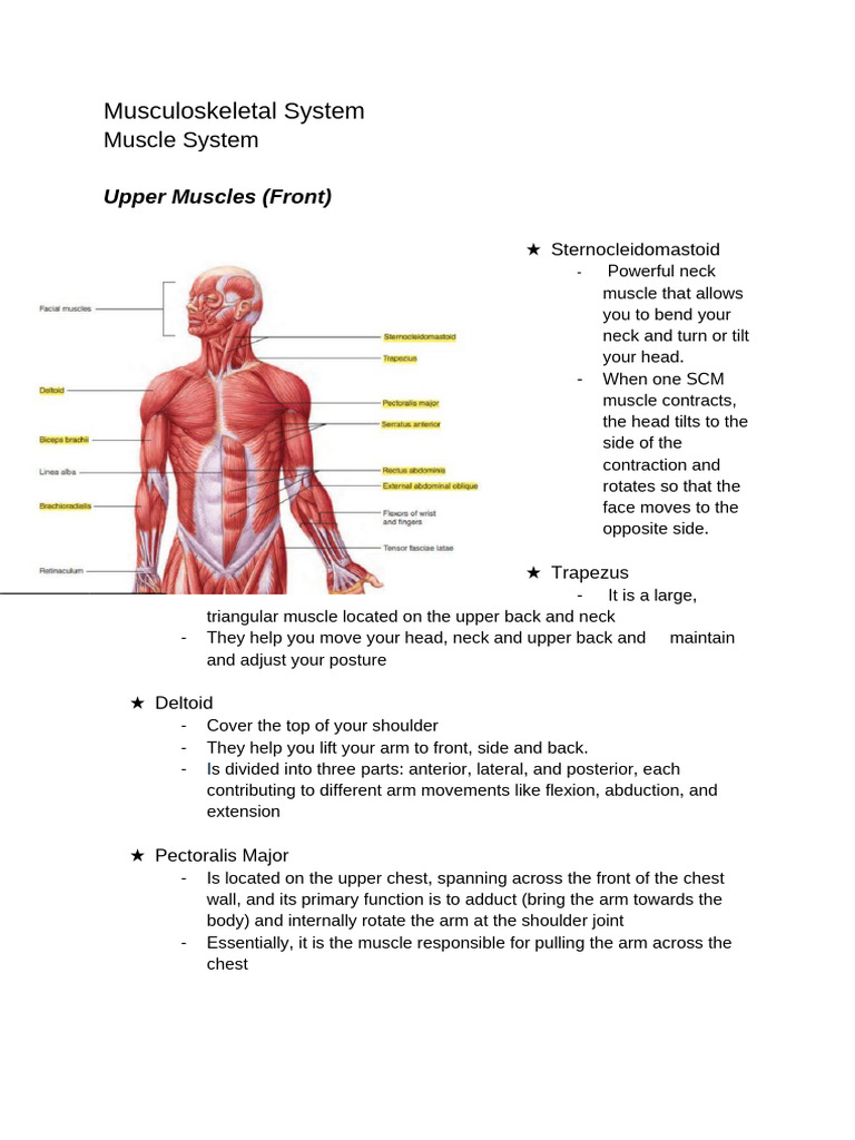 Overview of Musculoskeletal Muscles | PDF | Human Leg | Anatomical ...