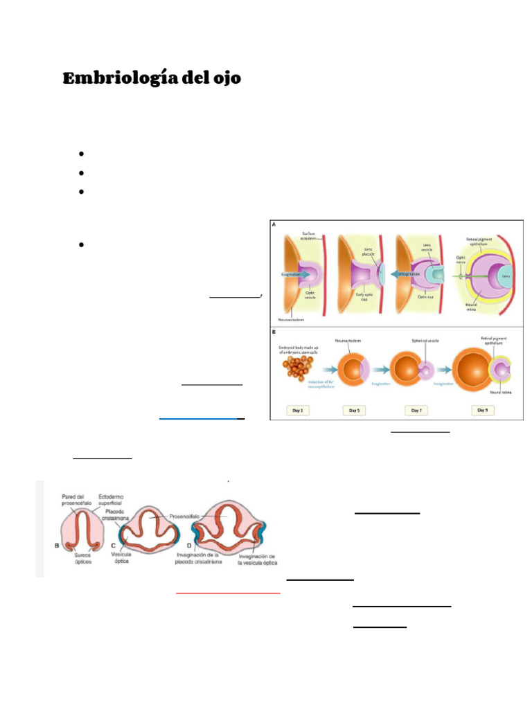 Embriología Del Ojo | PDF | Ojo humano | Retina