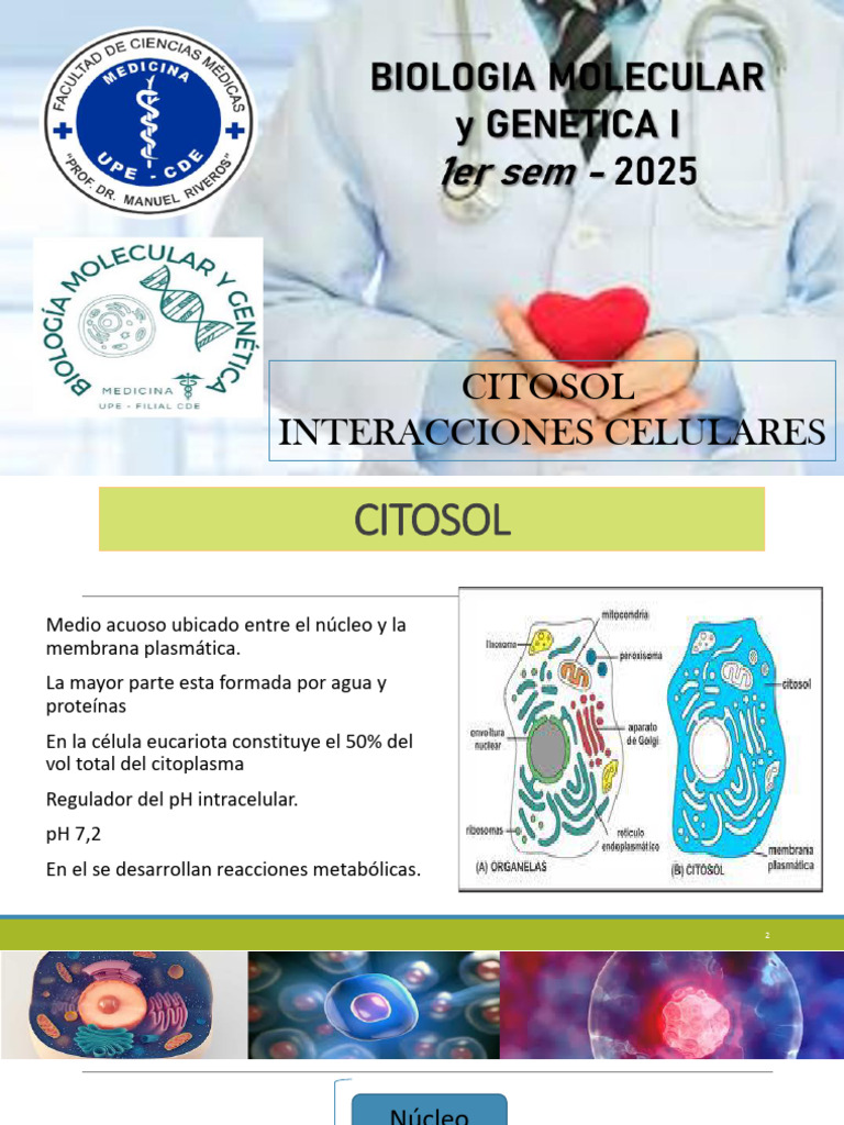 3 - Citosol - 4 - Interacciones Celulares | PDF | La matriz extracelular | Adhesión celular