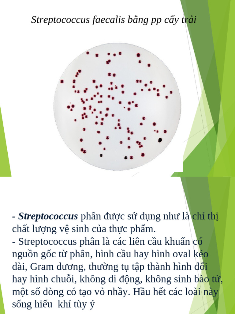 Streptococus Fecalis - Slanetz & Barley.2023 | PDF