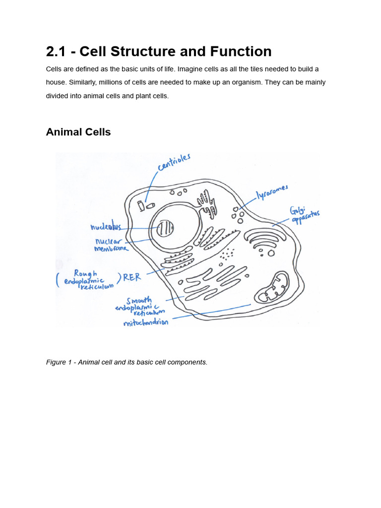 Biology f4 | PDF | Cell Membrane | Dna