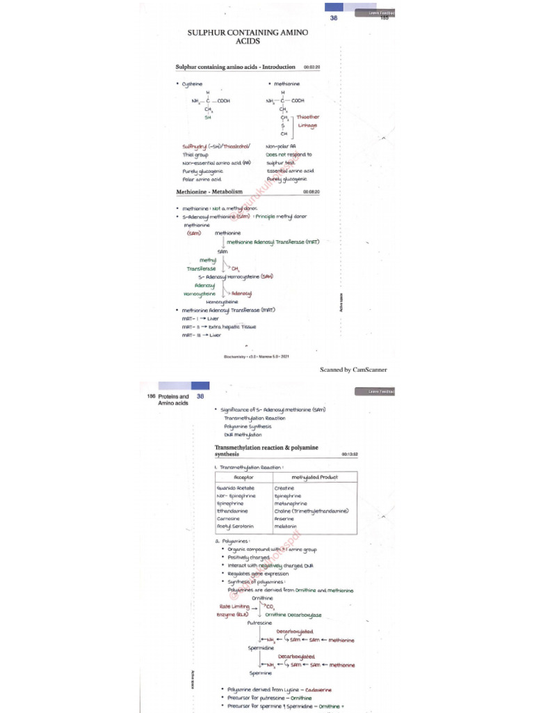 Sulfur Containing Amino Acids | PDF