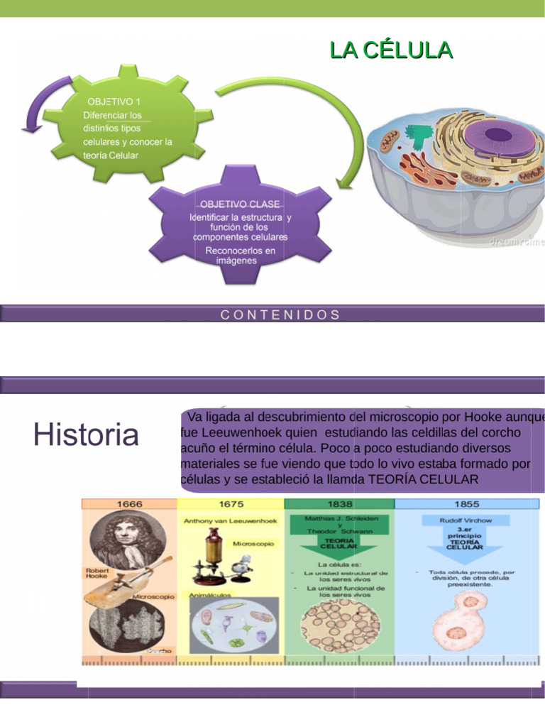 Celula. Teoria Celular y Tipos | PDF