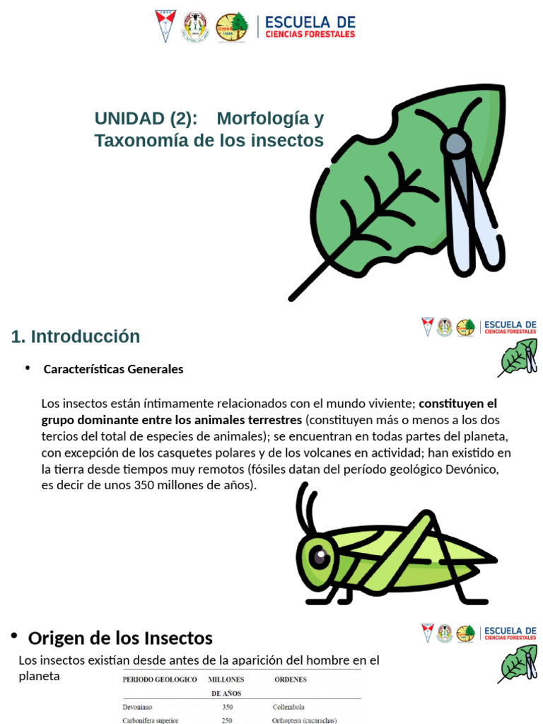 Morfología y Taxonomía de Los Insectos | PDF | Insectos | Hexapoda