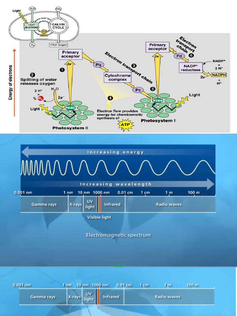 Photosynthesis-Visual-PPT | PDF