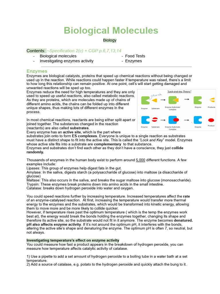 2c. Biological Molecules | PDF | Enzyme | Carbohydrates