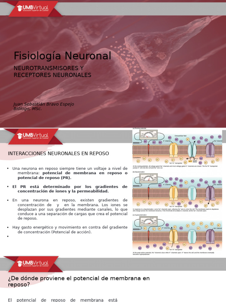 Fisiología Neuronal Sesión 7 y 8 | PDF | Sinapsis | Potencial de acción