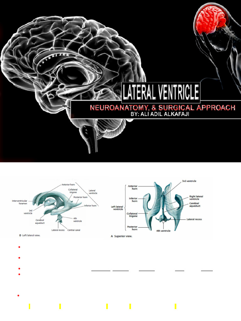 Lateral Ventricle Anatomy Surgical Approach by Ali Adil | PDF | Corpus ...