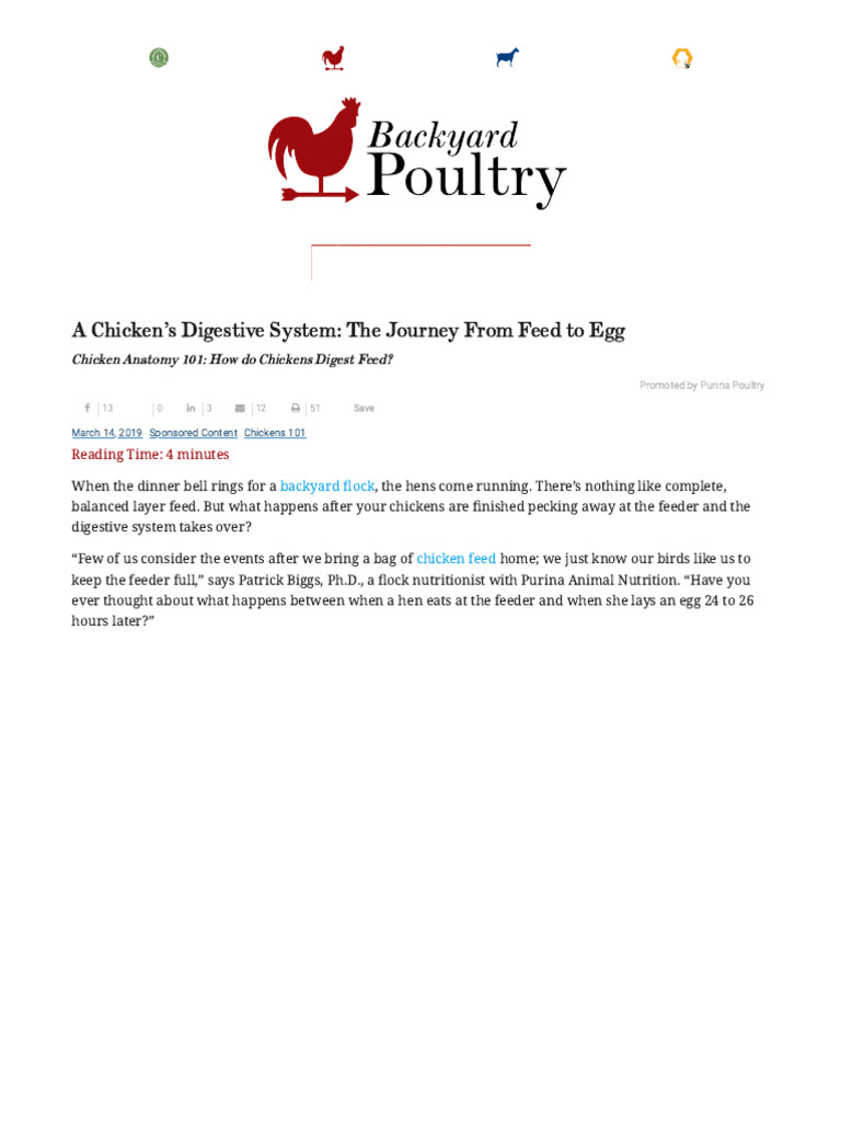 A Chicken's Digestive System - The Journey From Feed To Egg - Backyard ...