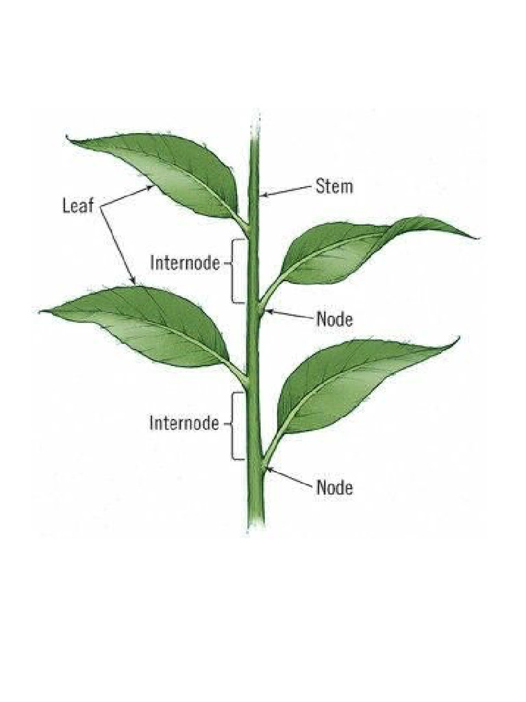 Two Classes of Angiosperms Explained | PDF