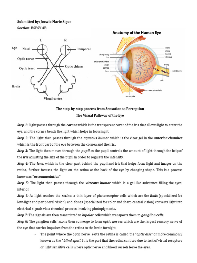 Visual Pathway of The Eye | PDF | Eye | Visual System