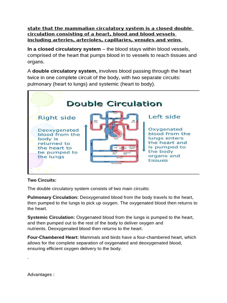Transport in Mammals Notes 2 | PDF | Ventricle (Heart) | Heart Valve