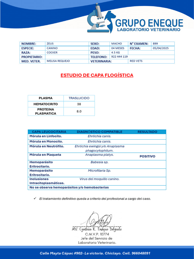 Estudio de Capa Flogística Canino Zeus | PDF