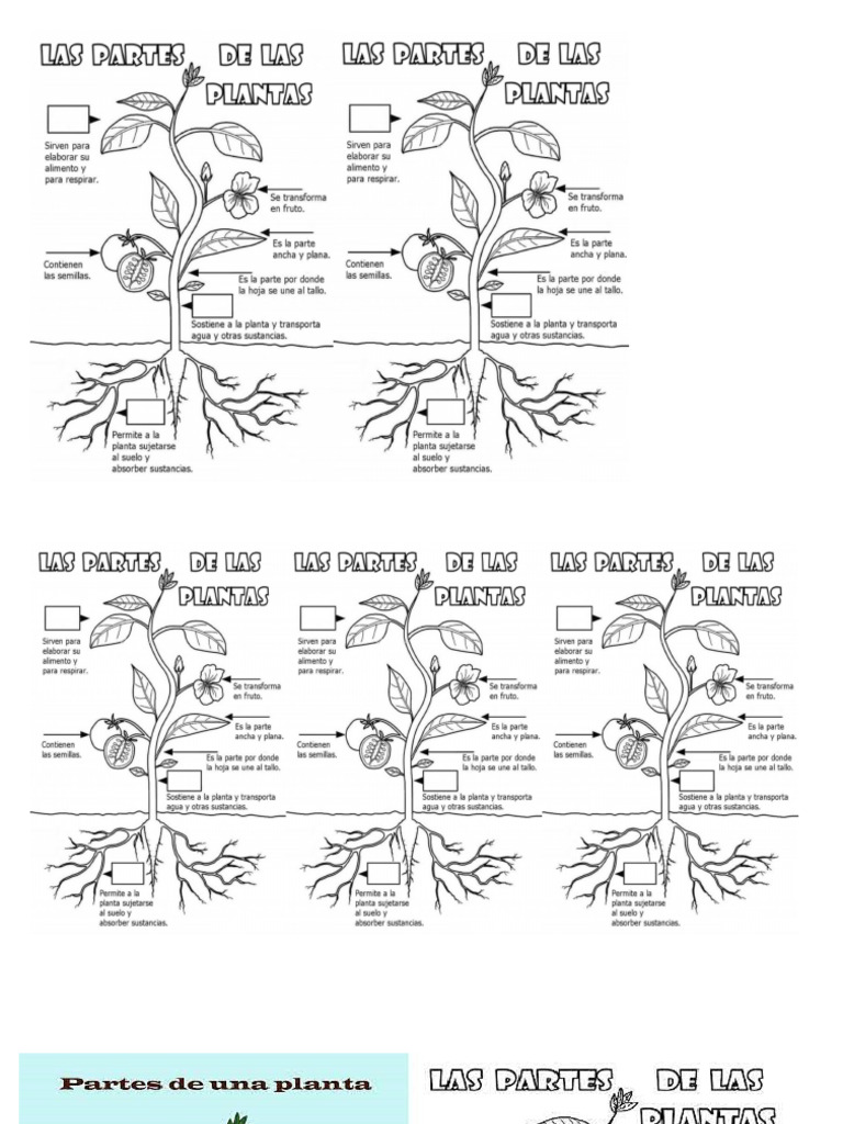Partes de Las Plantas Con Diagrama | PDF
