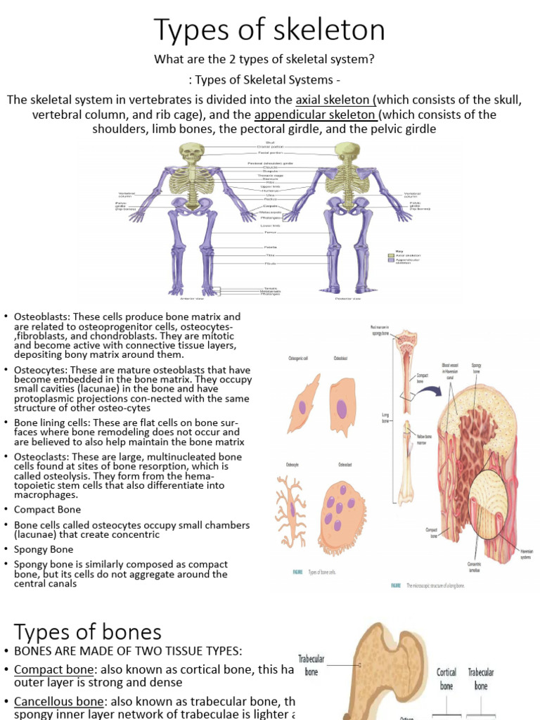 Types of Skeletal Systems Explained | PDF