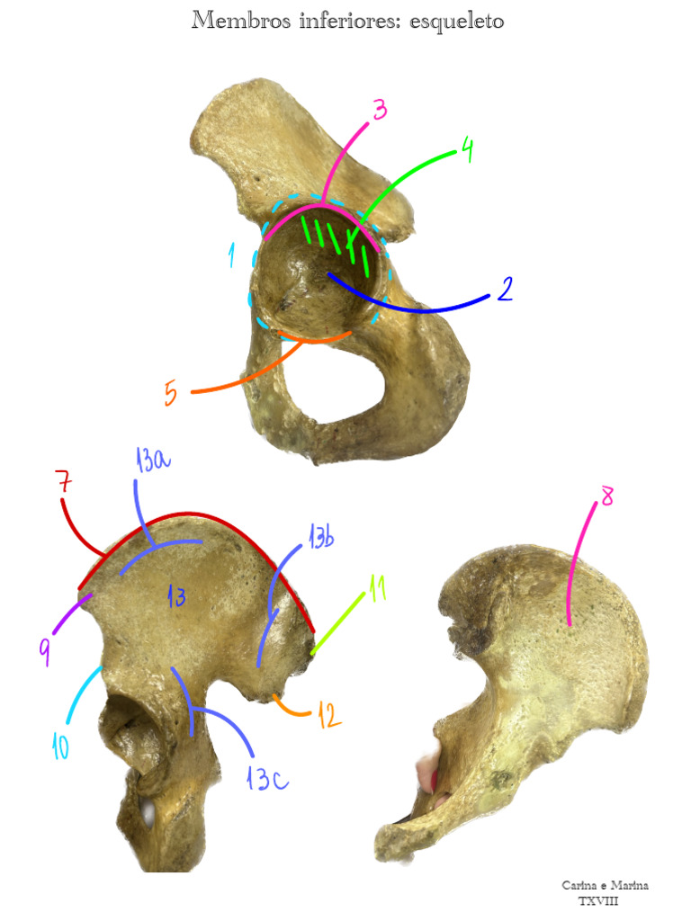 Esqueleto Membro Inferior | PDF | Anatomia dos membros inferiores ...