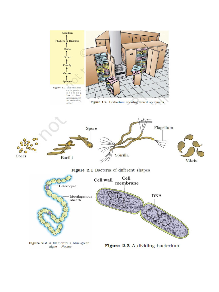NCERT BIOLOGY [ 11TH & 12TH ] DIAGRAMS | PDF