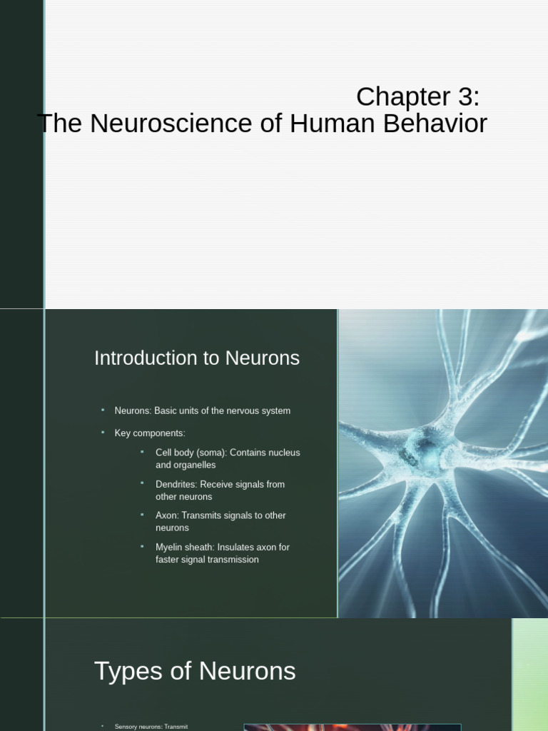 Chapter 3 PowerPoint | PDF | Neuron | Central Nervous System