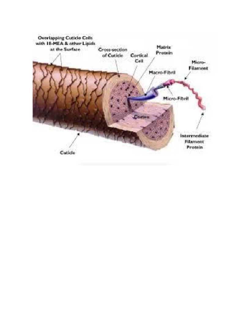 Partes Del Cabello | PDF