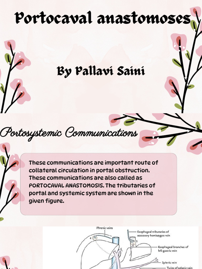 Portal Vein Left Gastric Superior Rectal Paraumblical Splenic Poratl ...
