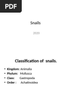 Anatomy of Snails | PDF | Mollusca | Molluscs