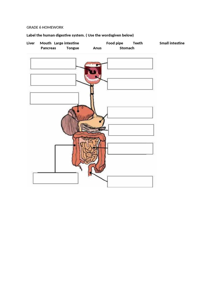 Grade 5 Homework - 042133 | PDF